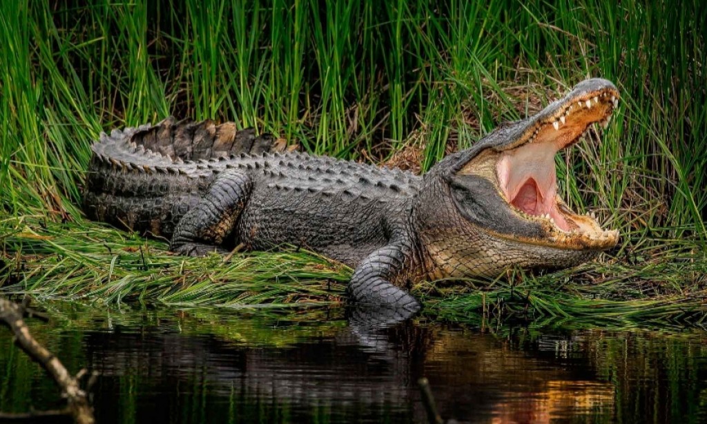 The Nile crocodile is a ruthless killer