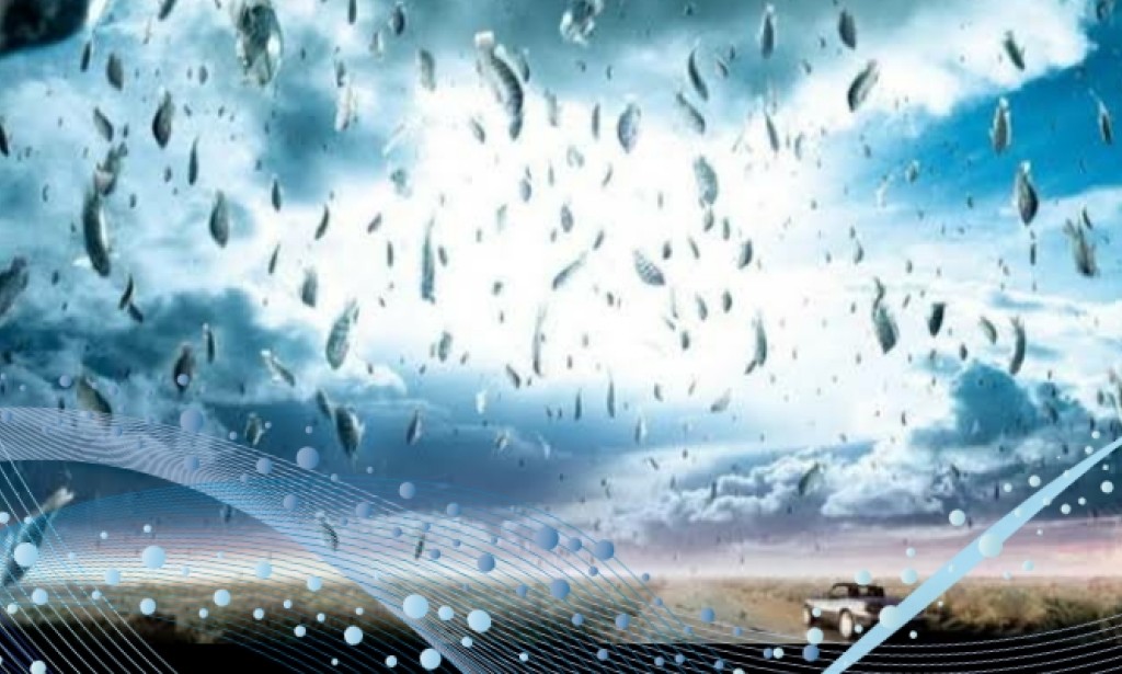 Rare Phenomenon, Fish Rain Happens in US Sky